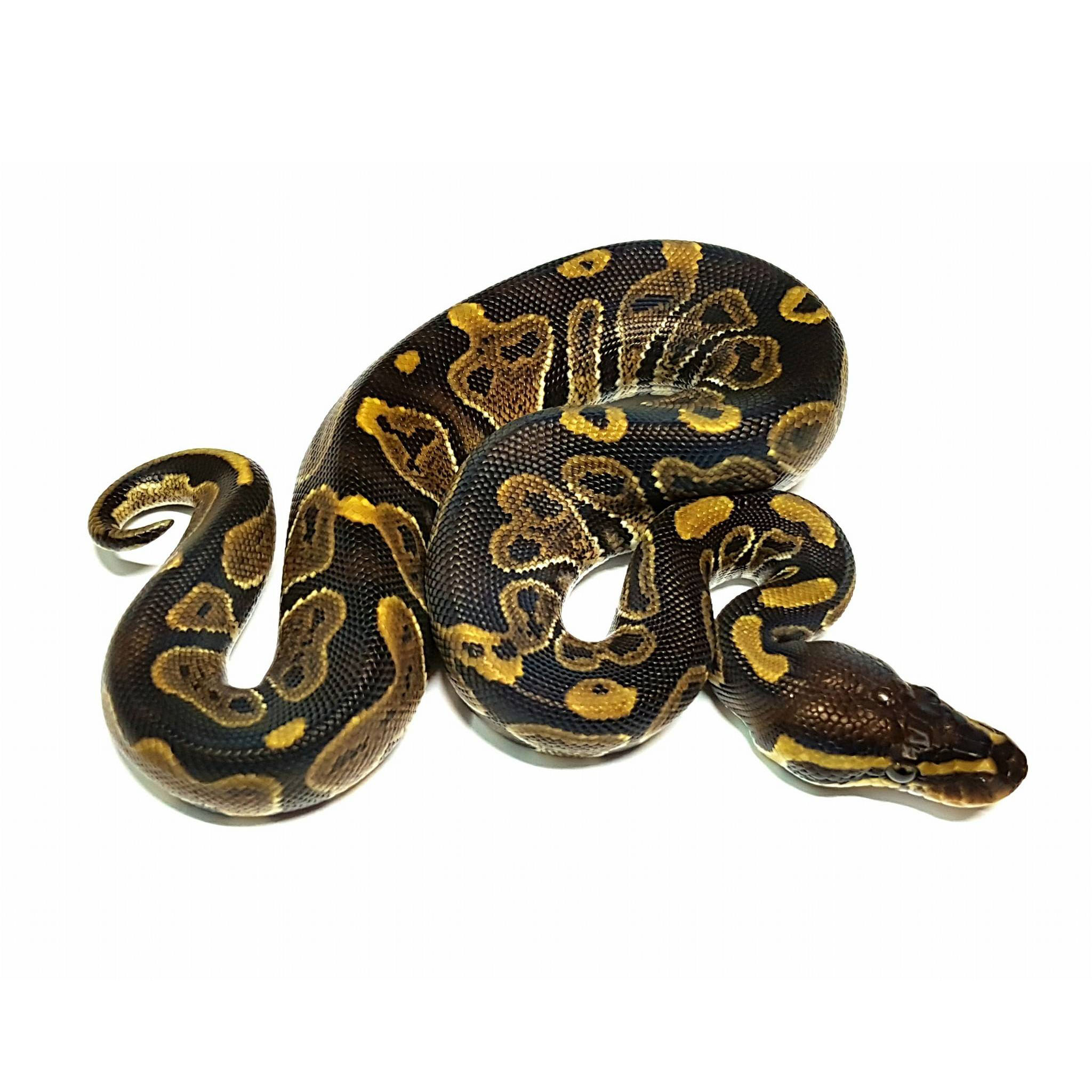 L'élevage du Python regius